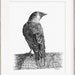Jackdaw Art PRINT, Corvid Bird Pencil Drawing Wall Art, Wildlife Print ...