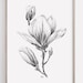 PRINTABLE Magnolia Art Print, Graphite Pencil Drawing, Botanical Wall ...