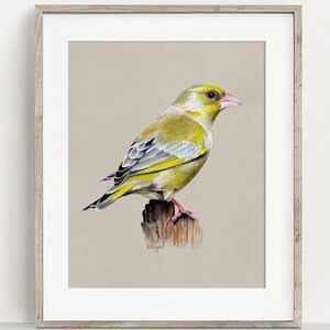 PRINTABLE Greenfinch Art Print, Bird Pencil Drawing, Greenfinch Bird ...