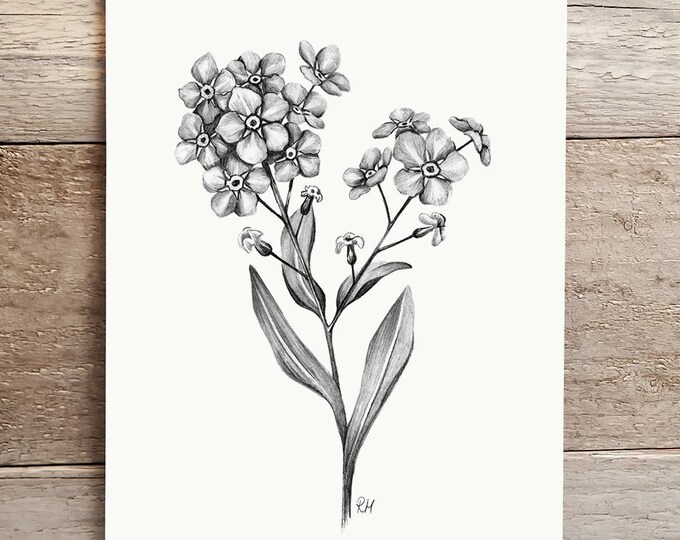 ORIGINAL Forget-me-not Pencil Drawing, Botanical Wall Art, Nature ...