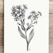 ORIGINAL Forget-me-not Pencil Drawing Botanical Wall Art | Etsy
