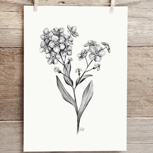 ORIGINAL Forget-me-not Pencil Drawing, Botanical Wall Art, Nature ...