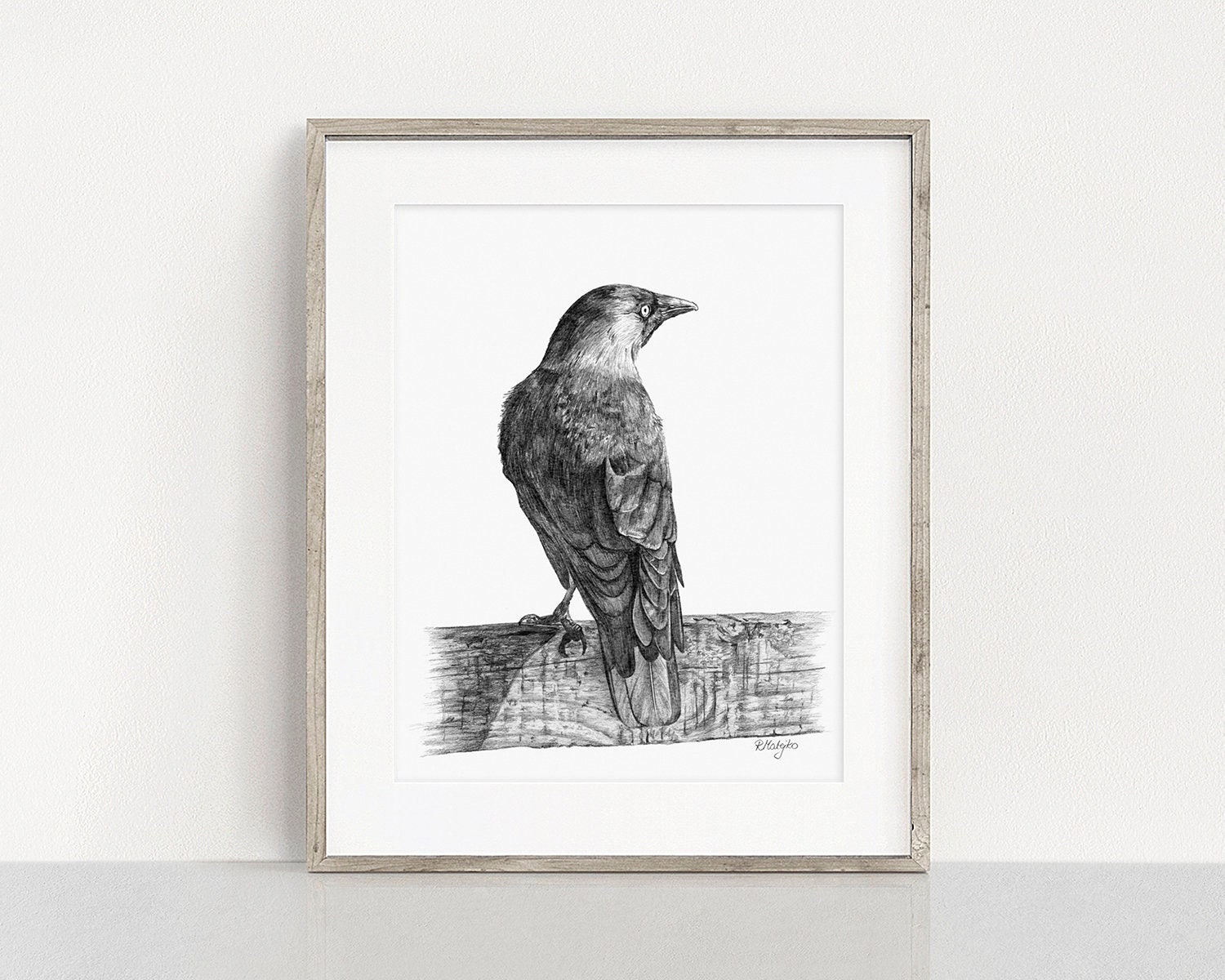 Jackdaw Art PRINT, Corvid Bird Pencil Drawing Wall Art, Wildlife Print ...