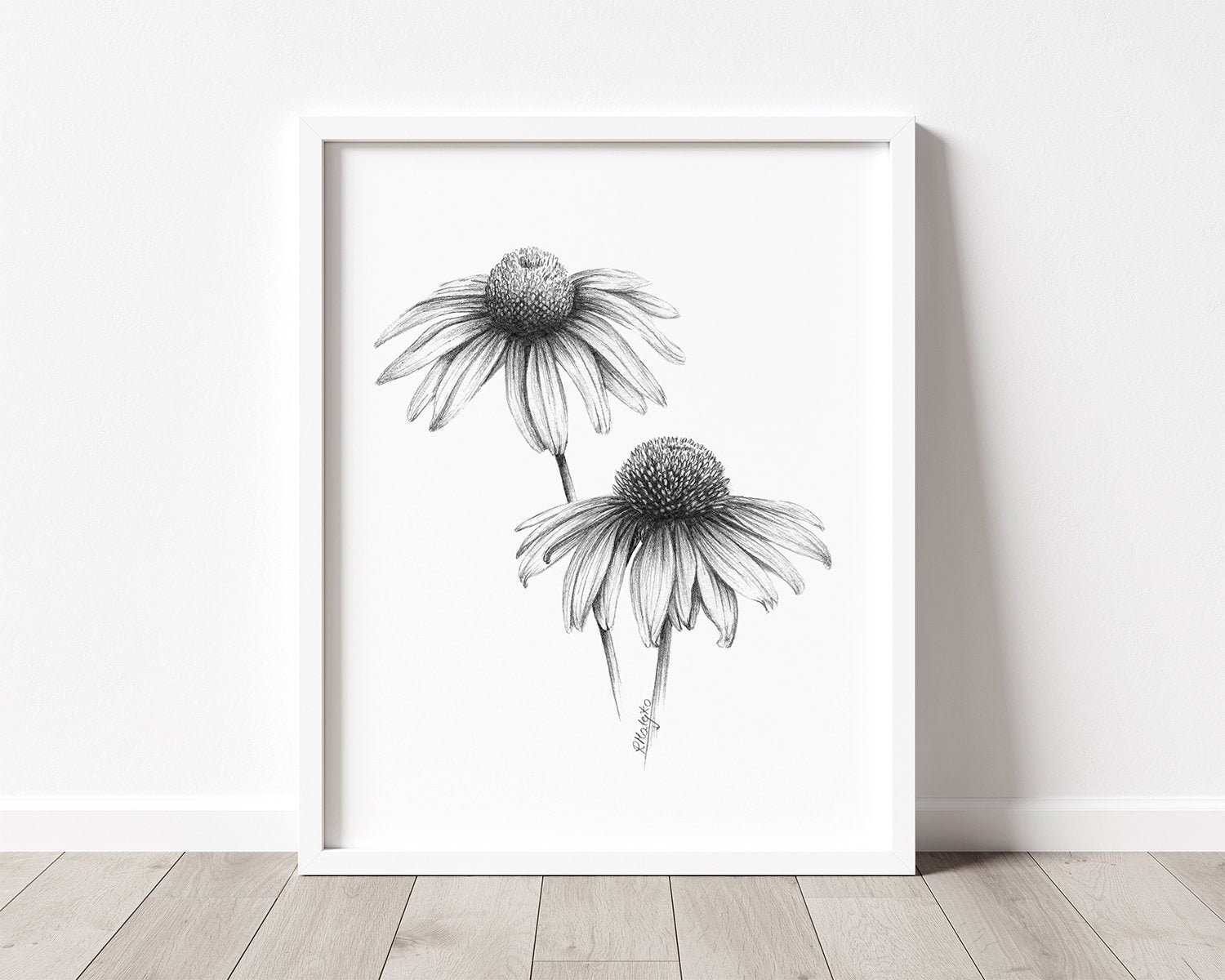 Purple Coneflower Drawing