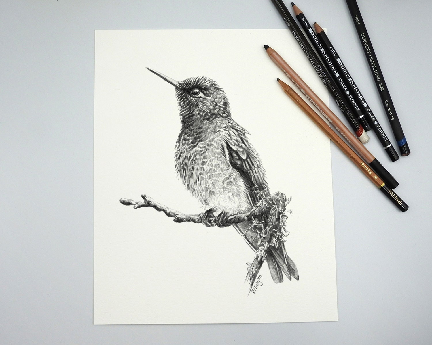 Pencil Drawings Of Hummingbirds