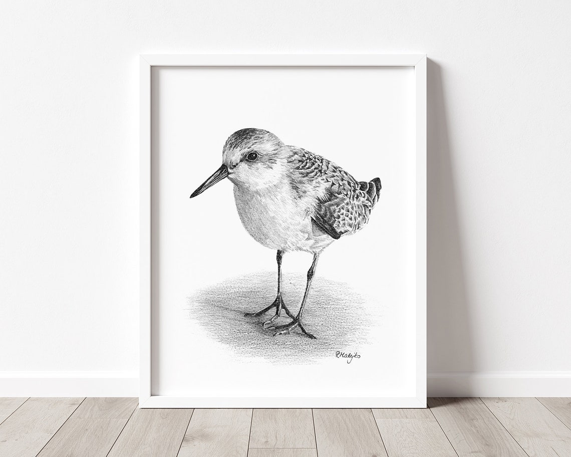 PRINTABLE Sanderling Art Print Sandpiper Pencil Drawing Wall - Etsy