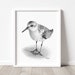 PRINTABLE Sanderling Art Print Sandpiper Pencil Drawing Wall - Etsy UK