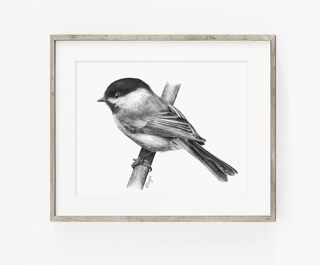 PRINTABLE Chickadee Art Print, Chickadee Pencil Drawing Wall Art ...