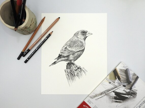 Pencil Drawing & Illustration Greenfinch Bird Wall Art Nature Decor ...