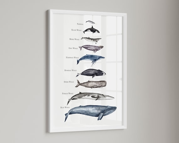 Tableau Comparatif Des Tailles De Baleines Bleues