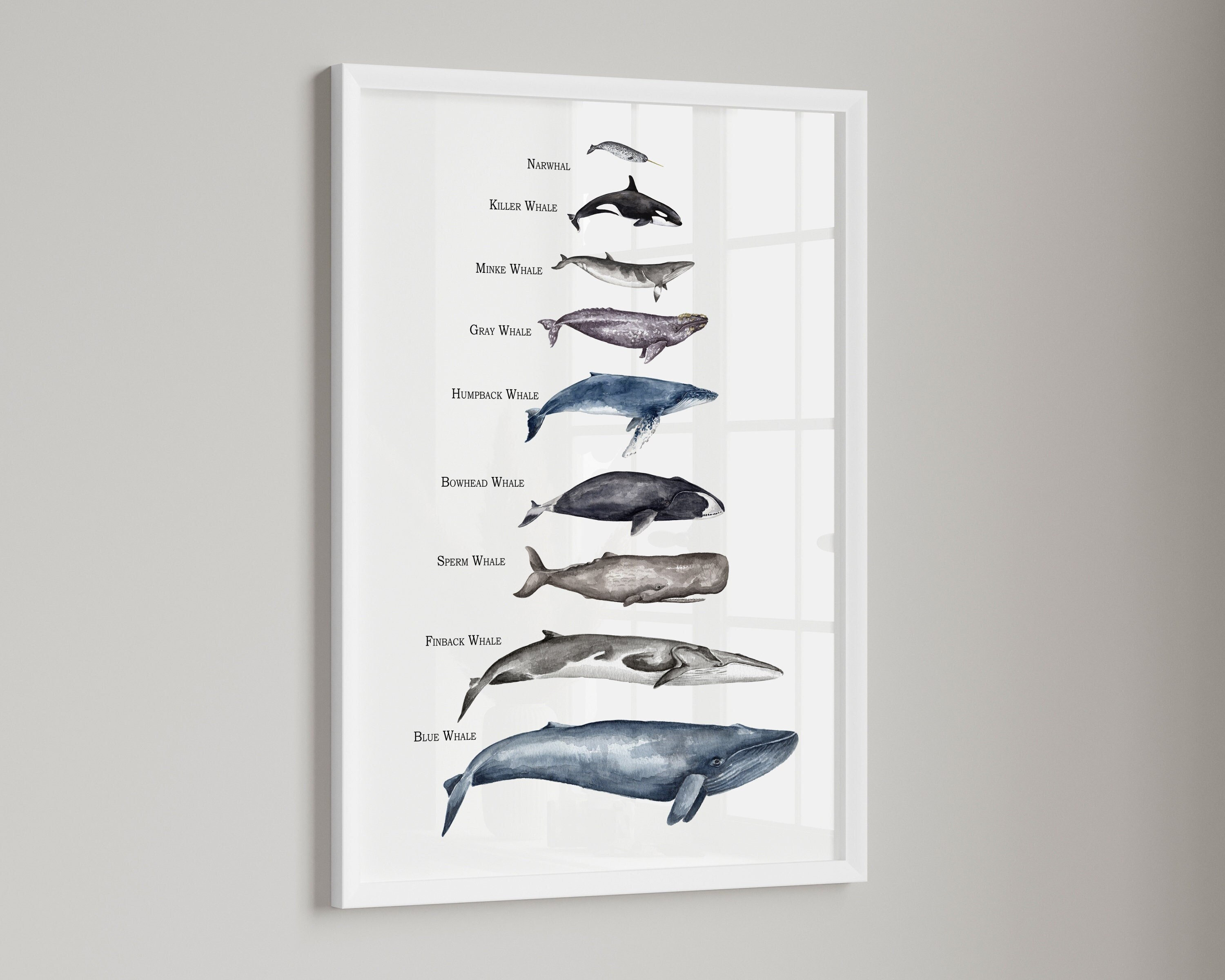 Whales Size Chart Art PRINT Watercolor Whales Whale Chart - Etsy UK