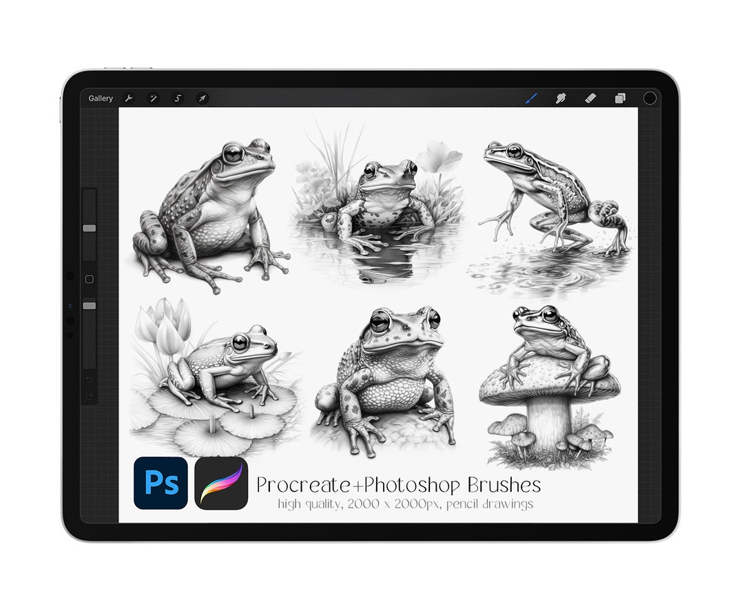 12 Frogs Stamp Brushes for Procreate Photoshop, Large Detailed Stamps, Realistic Frog Sketches ...