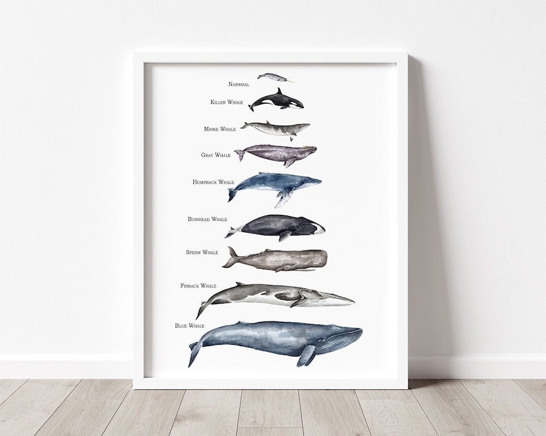 Whales Size Chart Art PRINT Watercolor Whales Whale Chart - Etsy