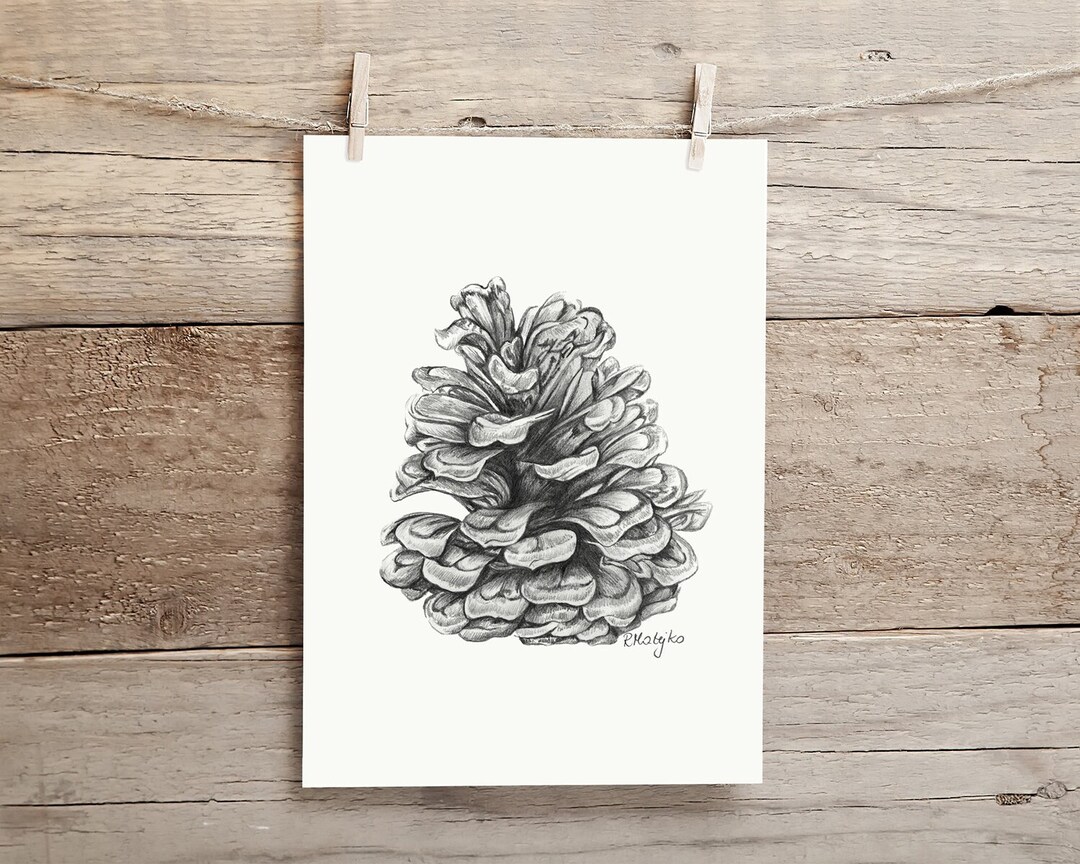 ORIGINAL Pine Cone Pencil Drawing, Conifer Cone Botanical Wall Art ...