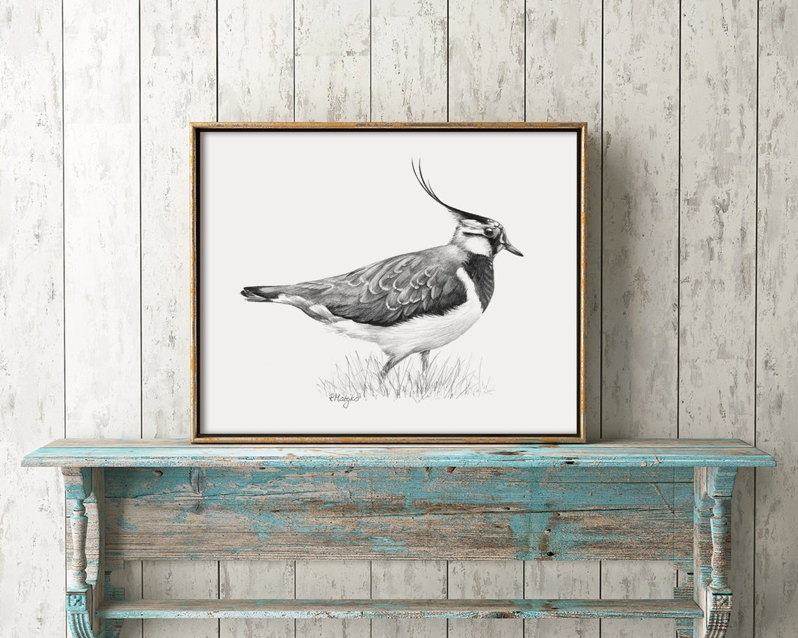 Lapwing Art PRINT Lapwing Pencil Drawing Wading Bird Sketch - Etsy UK