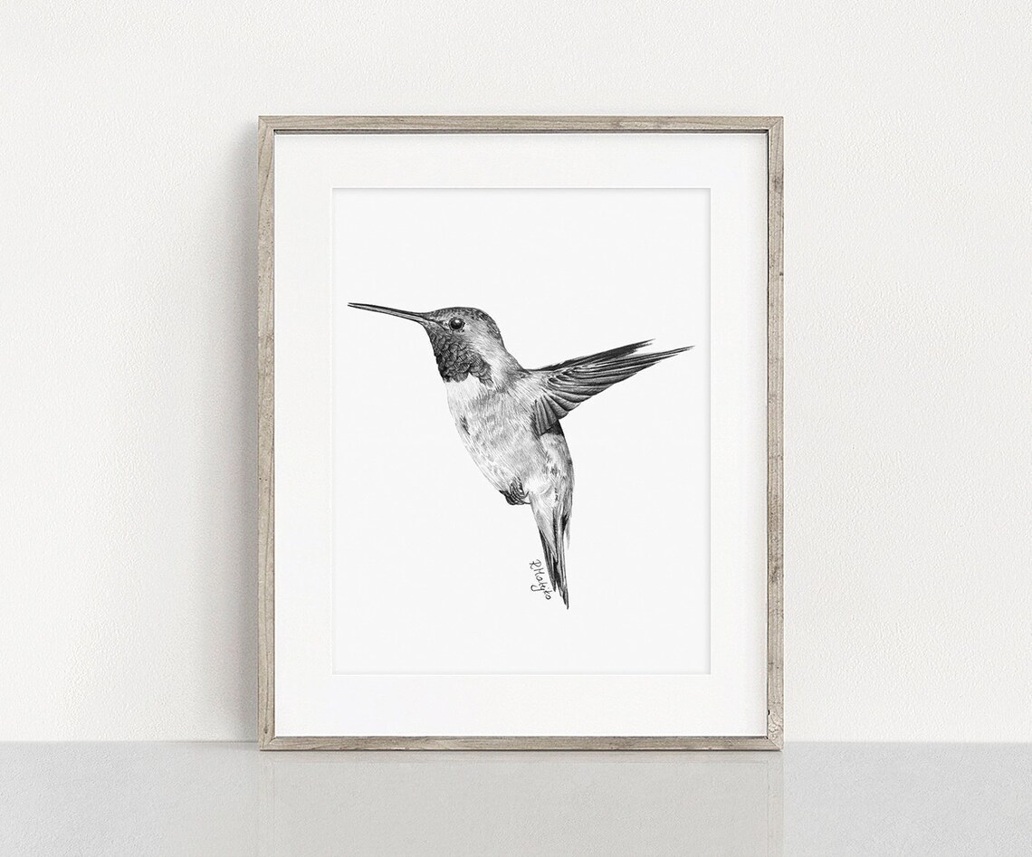 Hummingbird Art PRINT Hummingbird in Flight Pencil Drawing - Etsy
