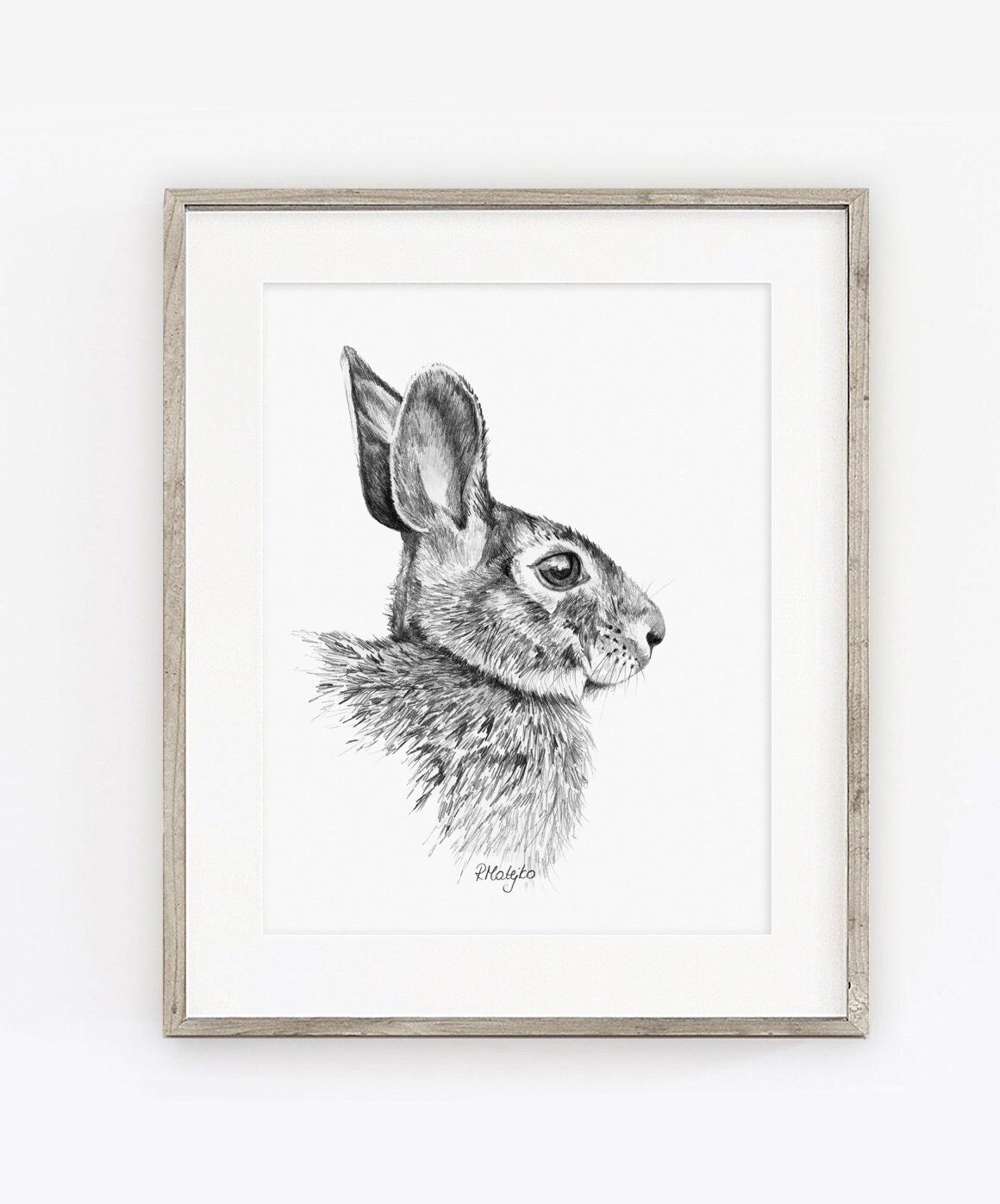 Pygmy Rabbit Drawing