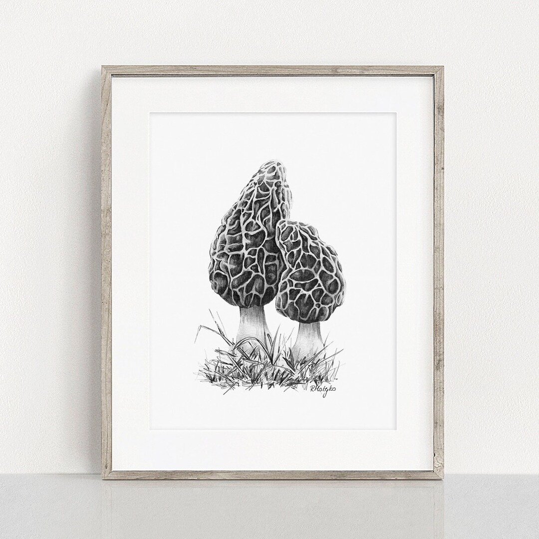 Morel Mushroom Art PRINT, Edible Fungi Pencil Drawing, Autumn Fall ...