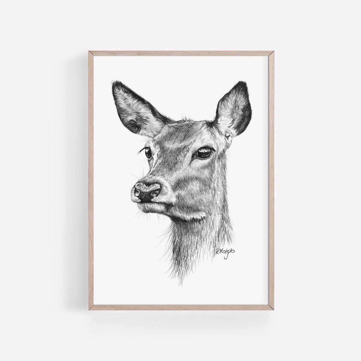 Easy Doe Deer Drawing