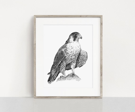 Peregrine Falcon Art PRINT Bird of Prey Wall Art Falconry | Etsy