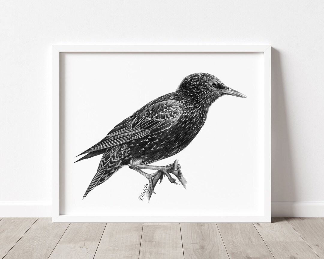 PRINTABLE Starling Art Print, Starling Pencil Drawing, Garden Bird ...