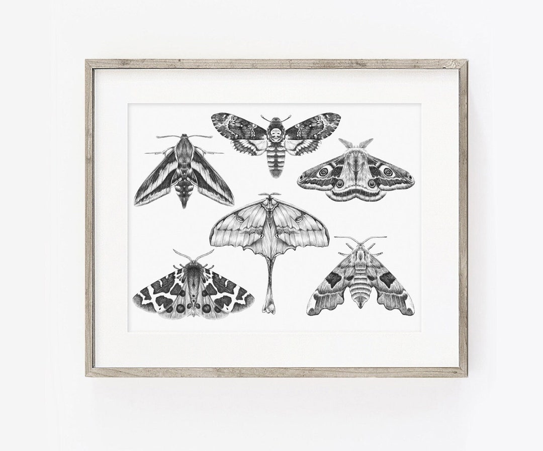 Moths Art PRINT, Pencil Drawing Wall Art, Nature Decor, Insect Sketch ...