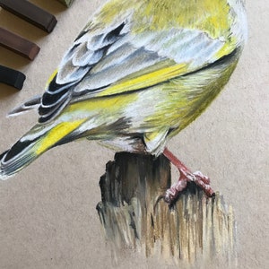 PRINTABLE Greenfinch Art Print, Bird Pencil Drawing, Greenfinch Bird ...