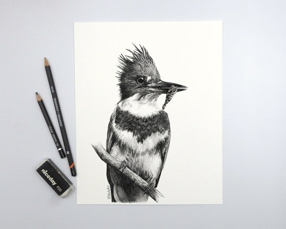 Belted Kingfisher Drawing