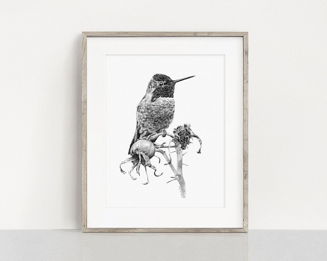 PRINTABLE Hummingbird Art Print, Hummingbird Pencil Drawing Wall Art ...