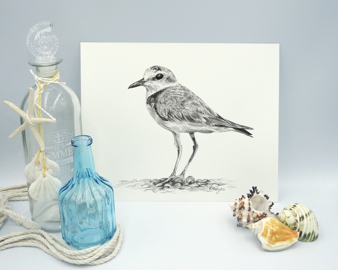 ORIGINAL Plover Bird Pencil Drawing, Wading Bird Wall Art, Wetland Bird ...
