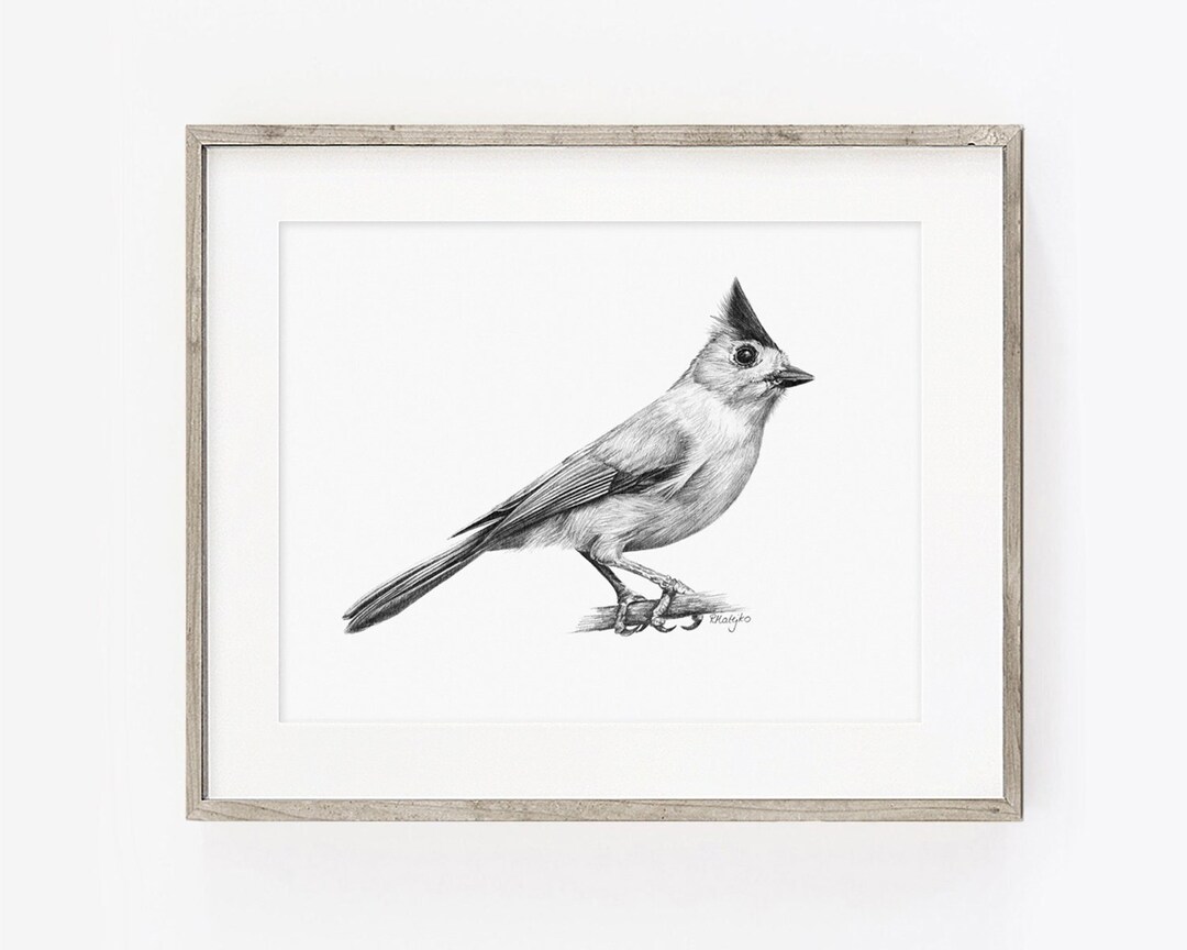 Tufted Titmouse Bird Art PRINT, Tufted Tit Pencil Drawing Wall Art ...