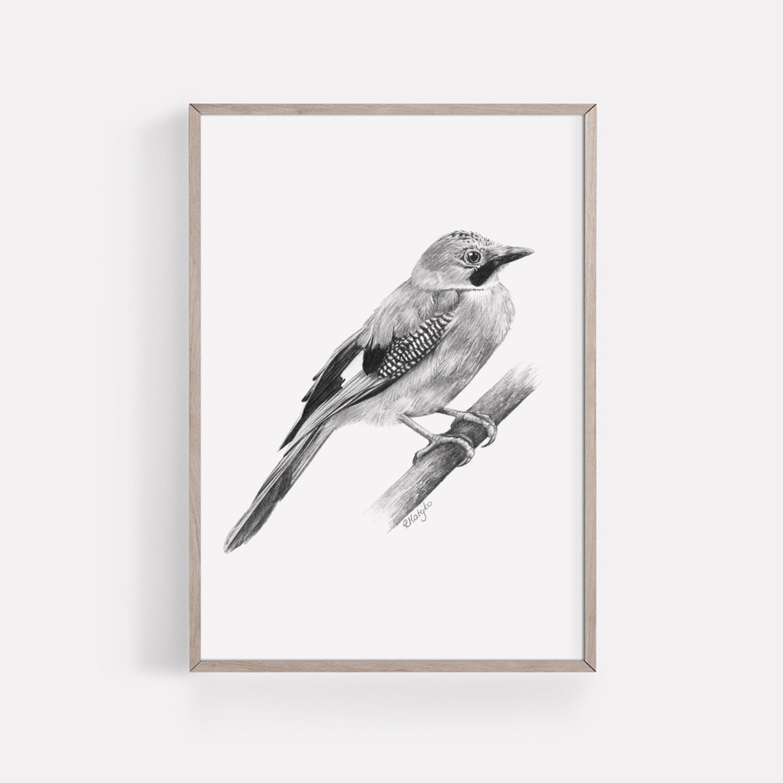 PRINTABLE Jay Bird Art Print, Jay Bird Pencil Drawing Wall Art ...