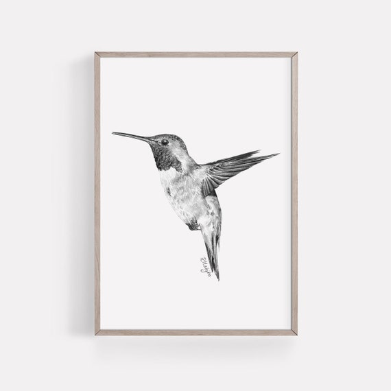 Hummingbird Flying Drawing