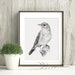 PRINTABLE Nightingale Art Print, Nightingale Pencil Drawing Wall Art ...