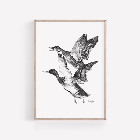 Mallard Duck Pencil Drawing