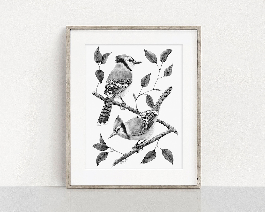 PRINTABLE Blue Jays Art Print, Blue Jay Pencil Drawing Wall Art, Garden ...
