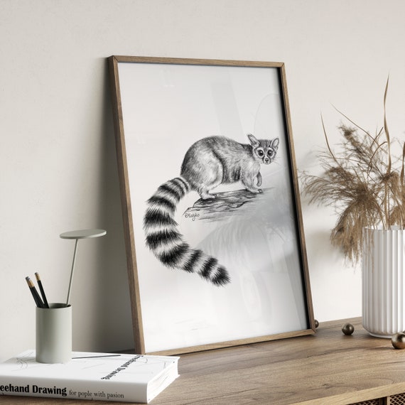Ringtail Cat Drawing