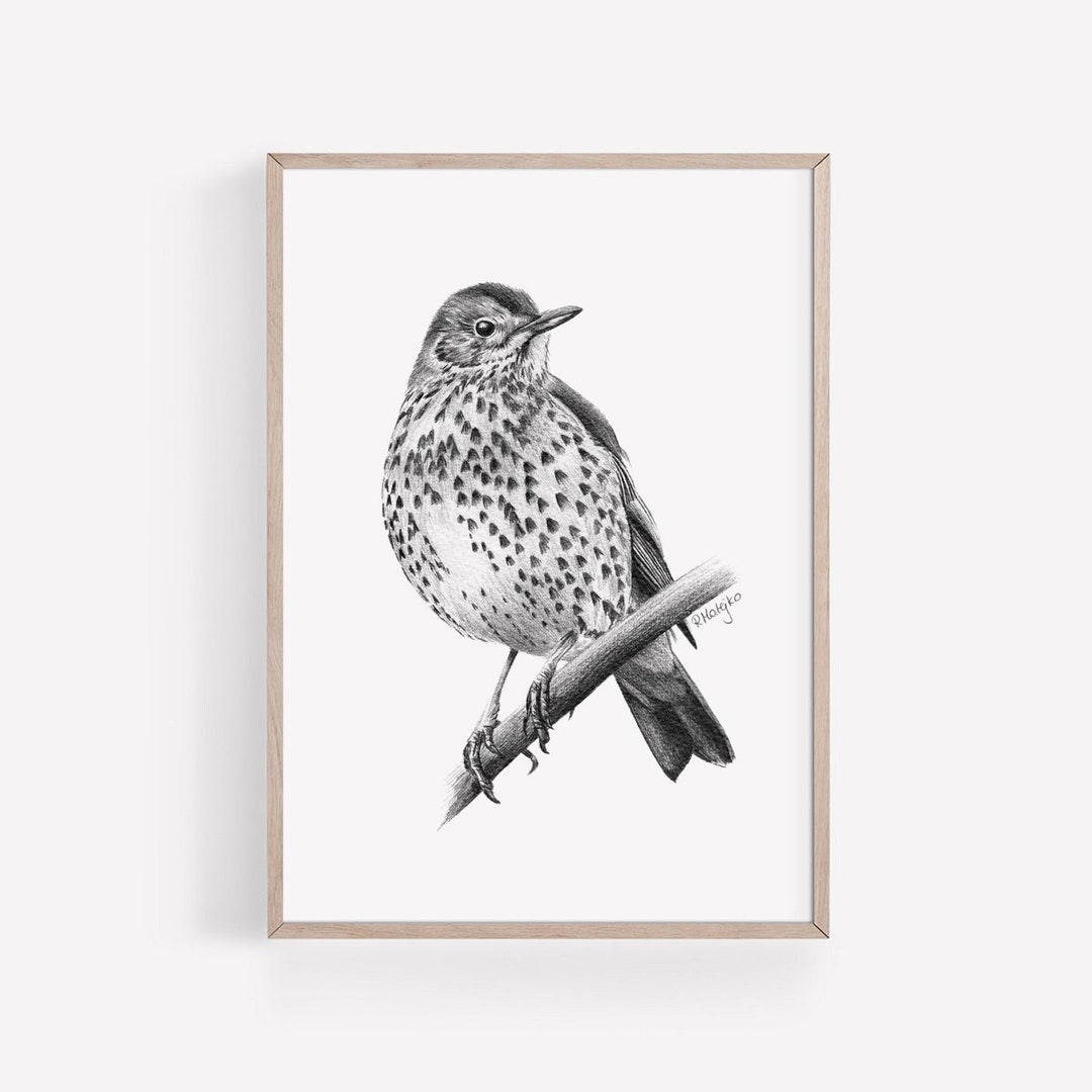 PRINTABLE Song Thrush Art Print, Pencil Drawing Wall Art, Printable ...