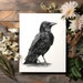ORIGINAL Raven Pencil Drawing, Carrion Crow Bird Wall Art, Nature ...