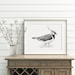 Lapwing Art PRINT, Lapwing Pencil Drawing, Wading Bird Sketch, Nature ...