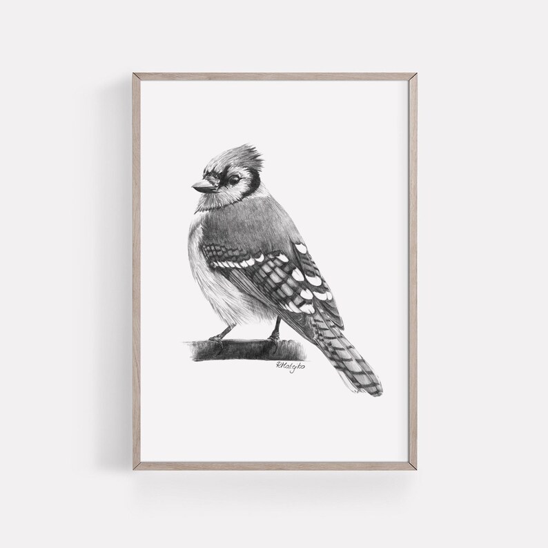 PRINTABLE Blue Jay Art Print, Blue Jay Pencil Drawing Wall Art, Garden ...