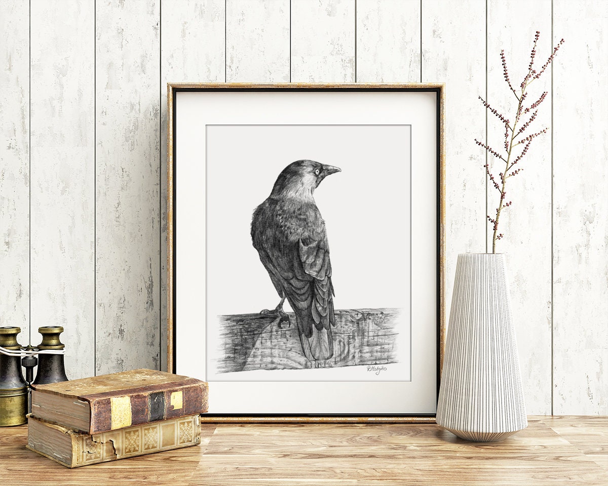 Jackdaw Art PRINT, Corvid Bird Pencil Drawing Wall Art, Wildlife Print ...