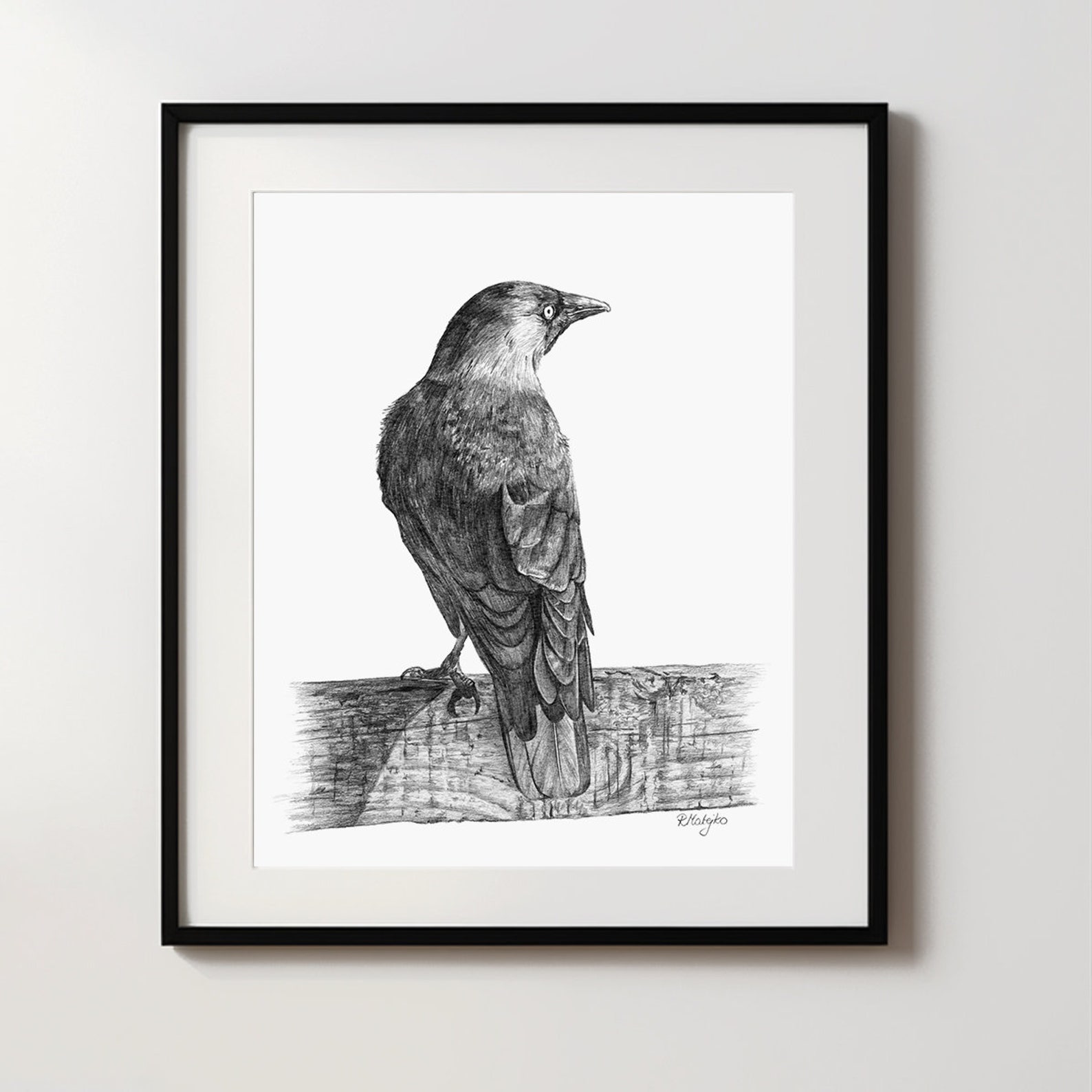 Jackdaw Art PRINT, Corvid Bird Pencil Drawing Wall Art, Wildlife Print ...