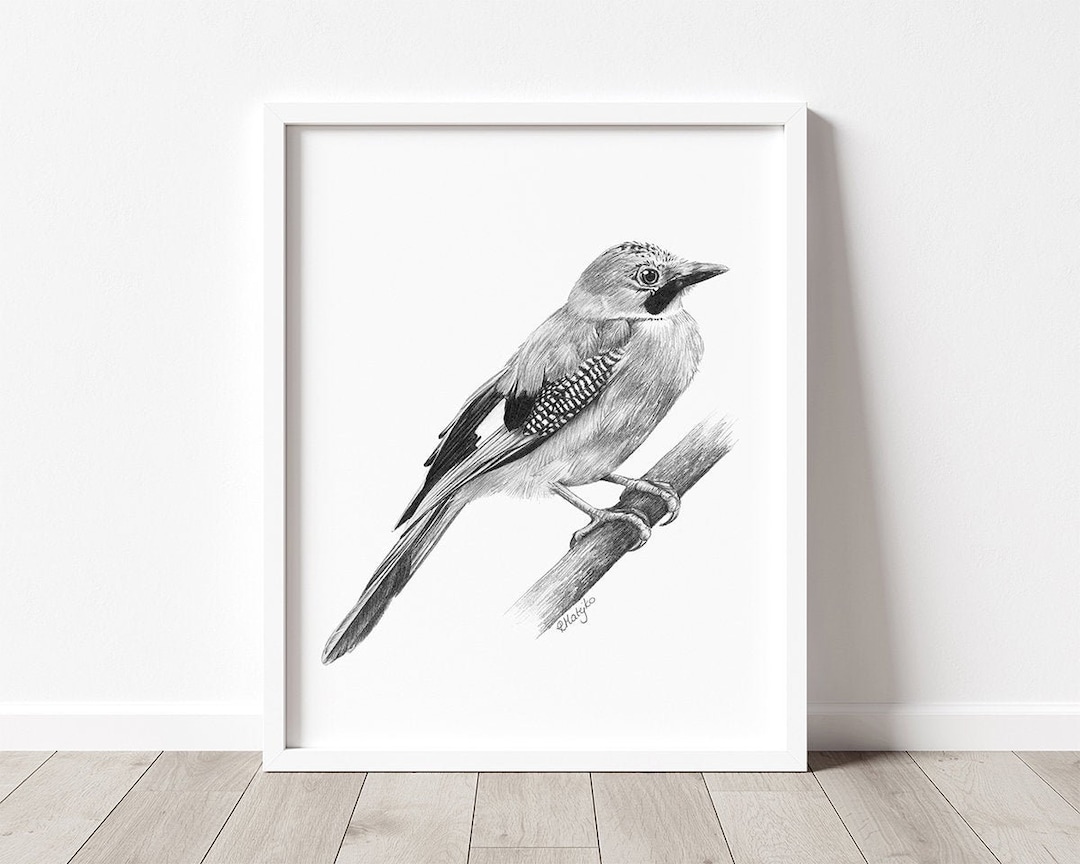 PRINTABLE Jay Bird Art Print Jay Bird Pencil Drawing Wall - Etsy
