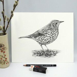 ORIGINAL Song Thrush Pencil Drawing, Bird Wall Art, Nature Decor, Bird ...