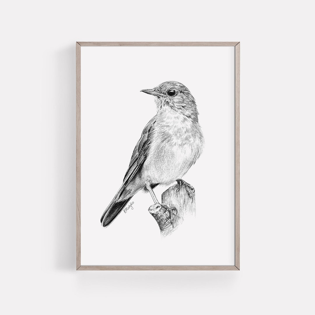 PRINTABLE Nightingale Art Print, Nightingale Pencil Drawing Wall Art ...