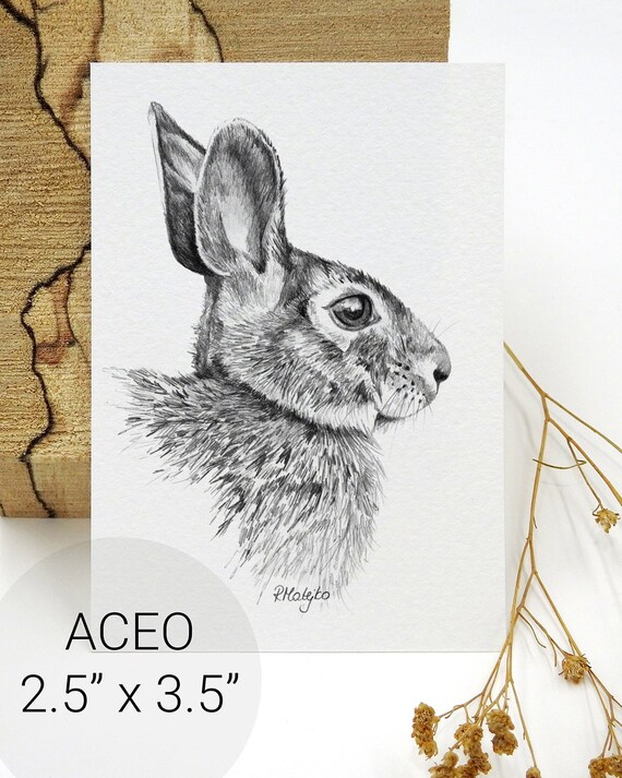 Pygmy Rabbit Drawing
