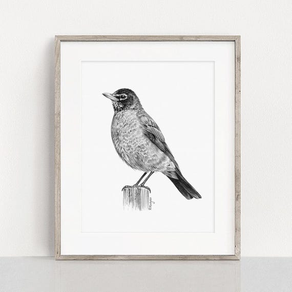 Robin Black And White Drawing