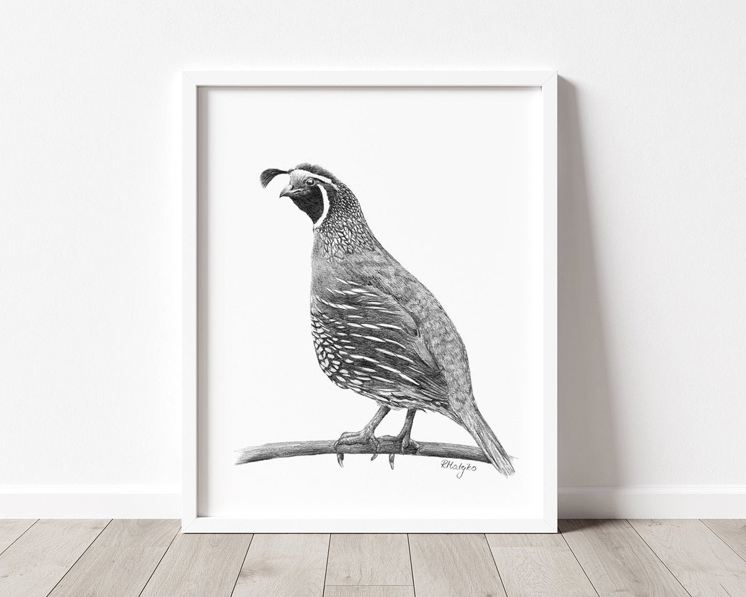 PRINTABLE Quail Art Print, Quail Pencil Drawing, Game Bird Wall Art ...