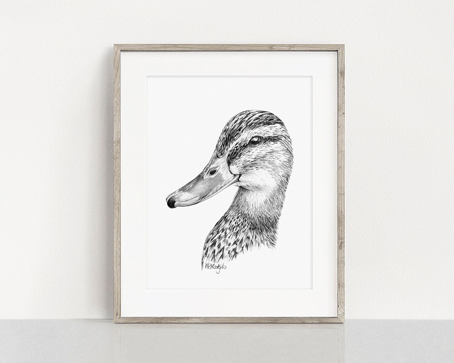 Mallard Duck Pencil Drawings
